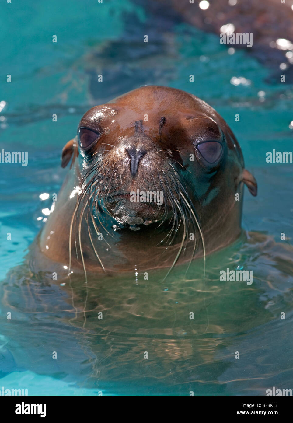 Rescue seal hi-res stock photography and images - Alamy