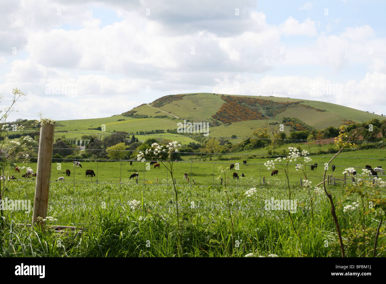On the coastal path from Old Harry Rocks to Swanage on the Isle of ...