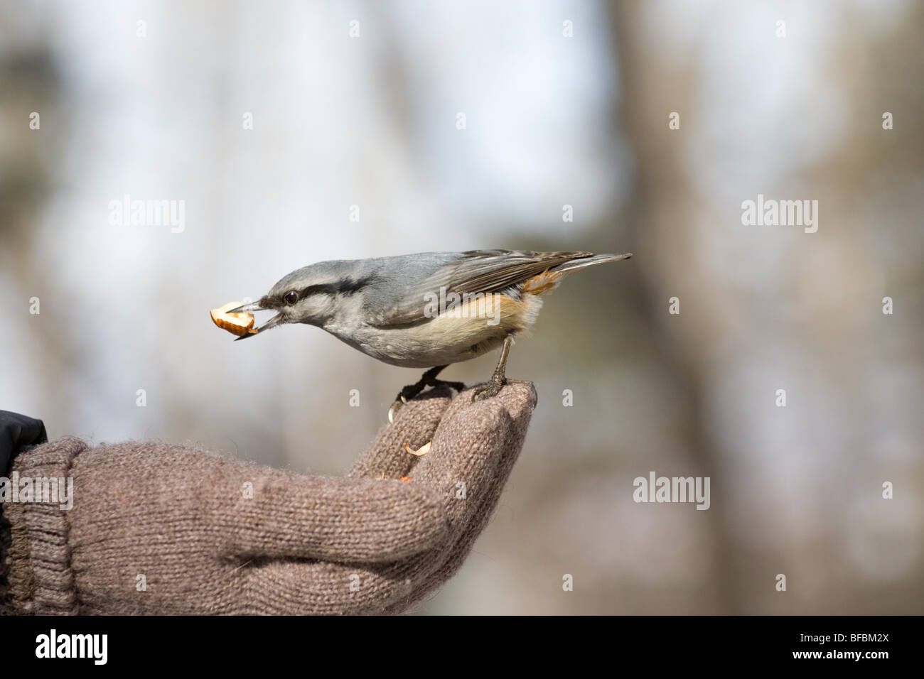 Birds With Human Legs