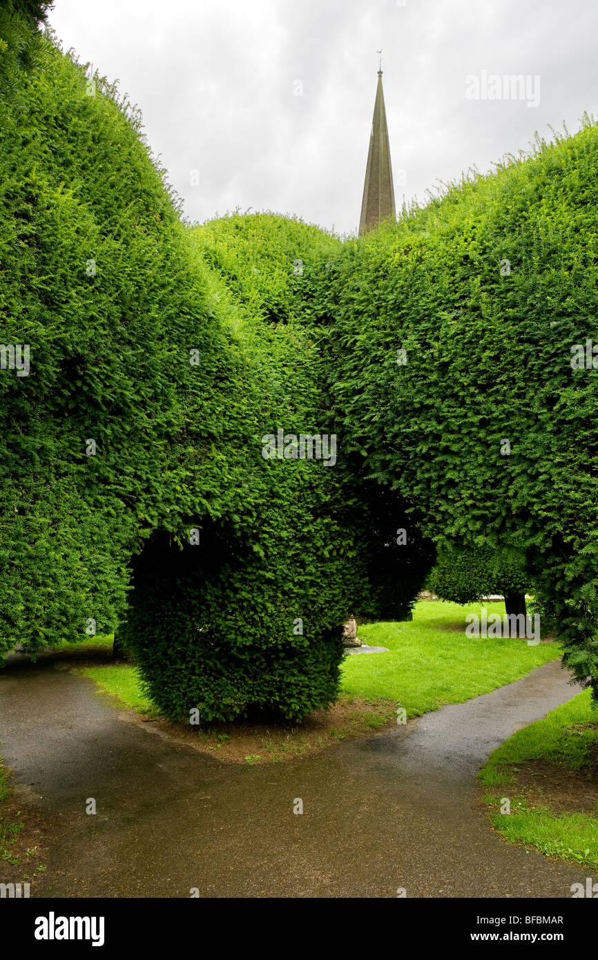 Yew Trees In English Churchyards at Francisco Donnelly blog