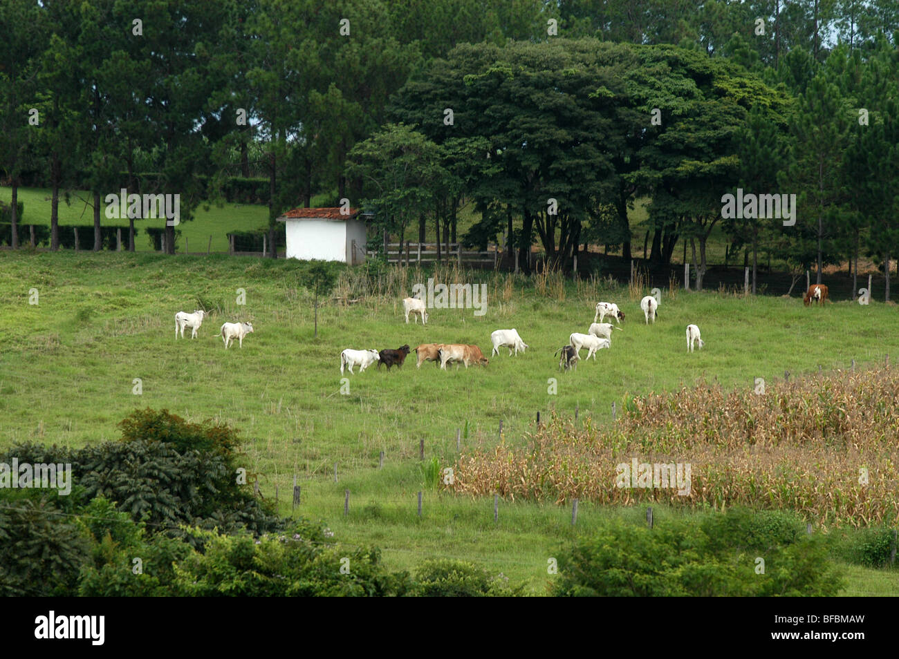 Cows in a farm near São Paulo, Brazil. S o Paulo, Brazil, 21/02/2009 at ...