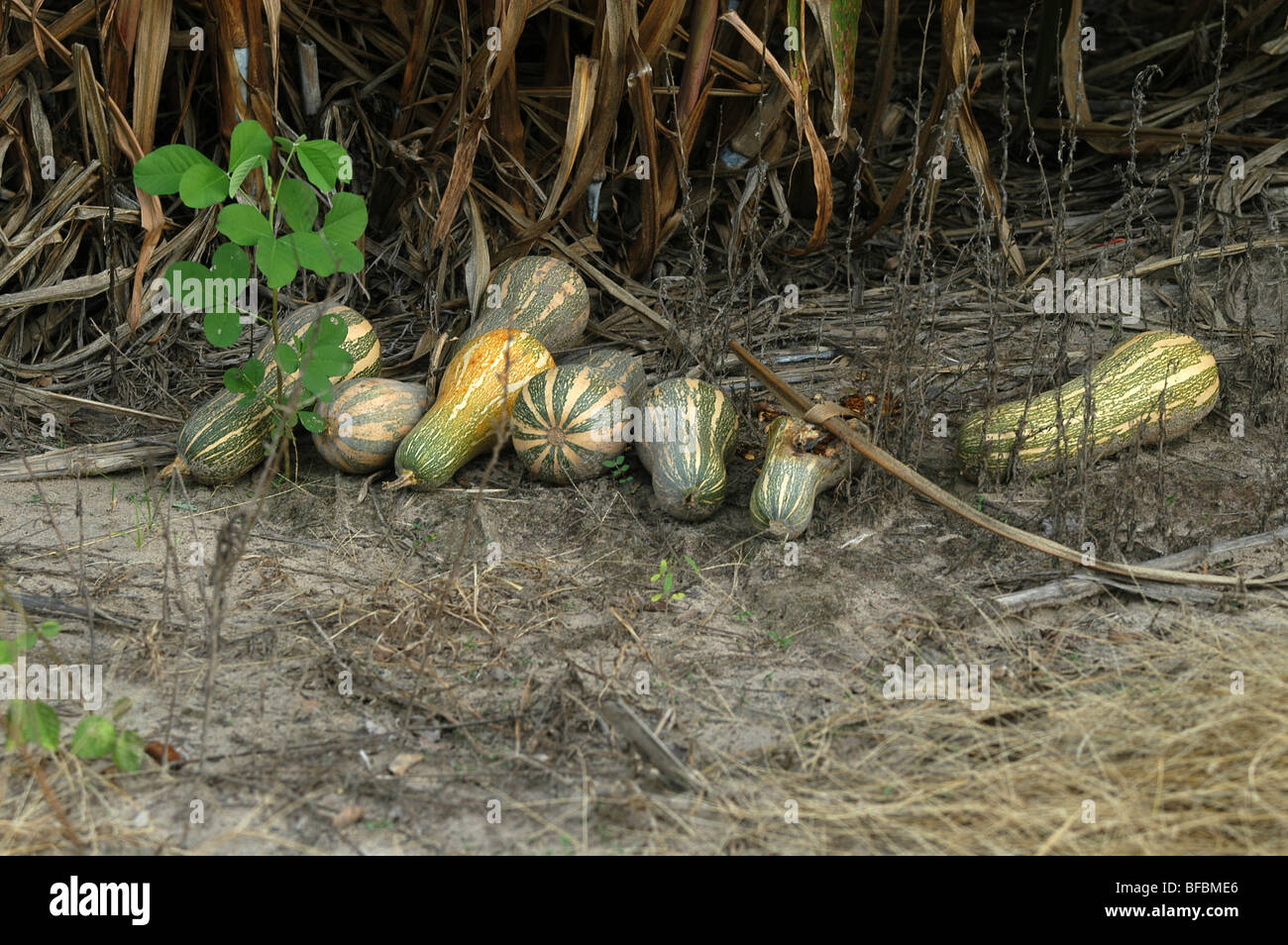 Pumpkins grown in a farm. São Paulo, Brazil, 23/02/2009 at 08:02am ...