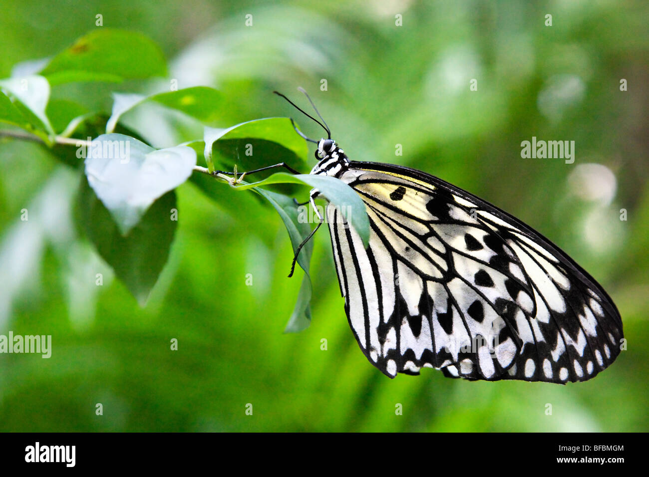 White Tree Nymph Butterfly (idea leuconoe Stock Photo - Alamy