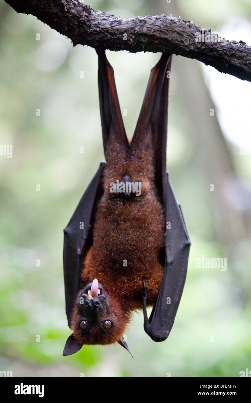 Portrait of a fruit bat Stock Photo - Alamy