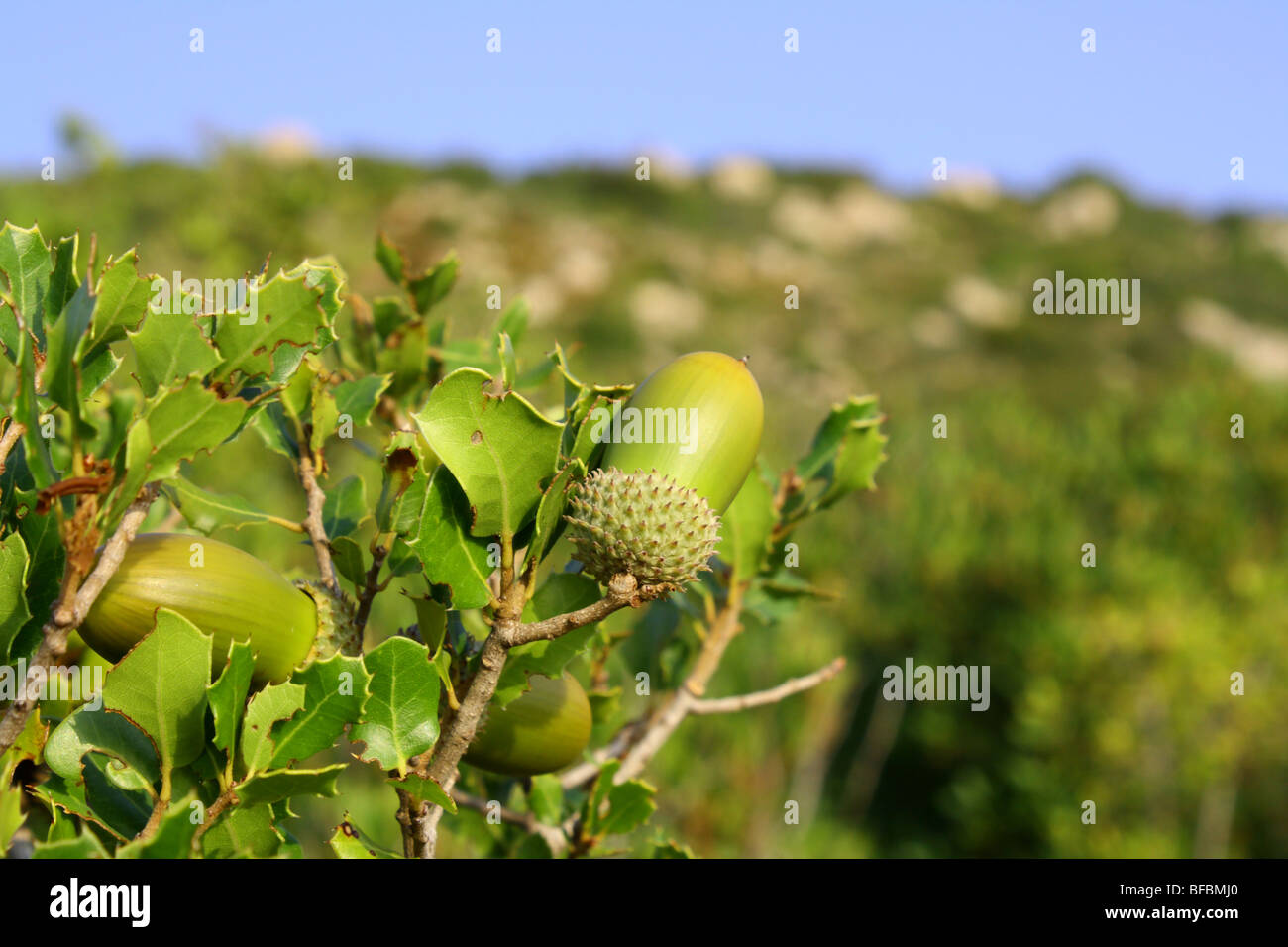 Kermes Oak in natural environment, mountain near Kalamaki. Zante ...