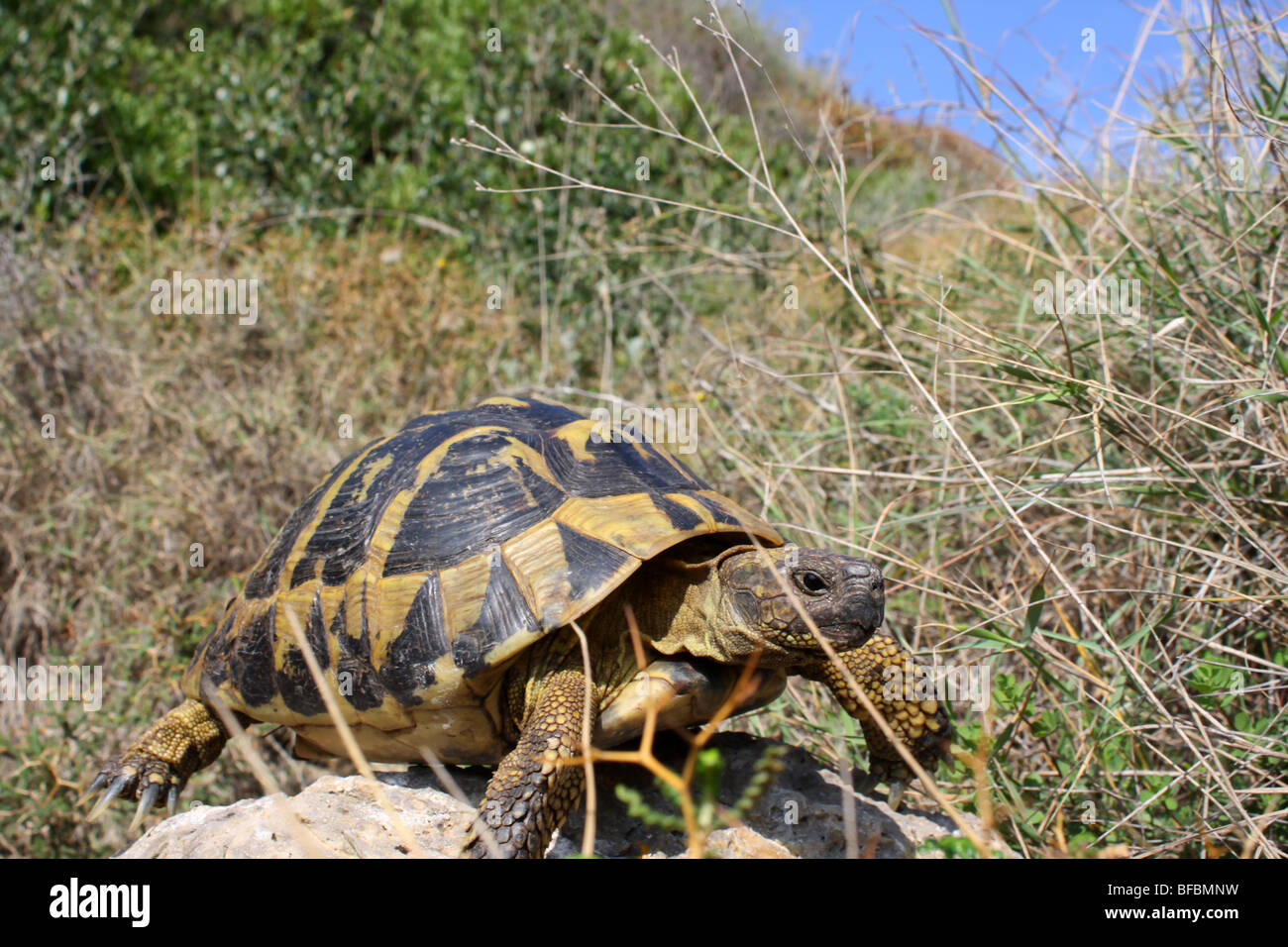 Wild Greek Tortoise in natural environment, mountain near Kalamaki ...