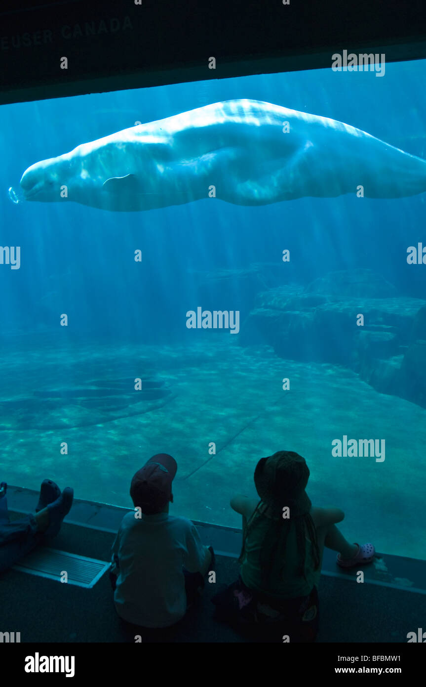 Ballena Beluga En Vancouver 692 Beluga Whale Arctic Stock Photos,