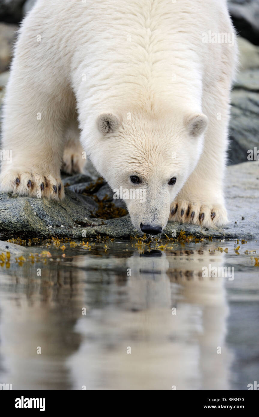 Polar Bear Drinking Water