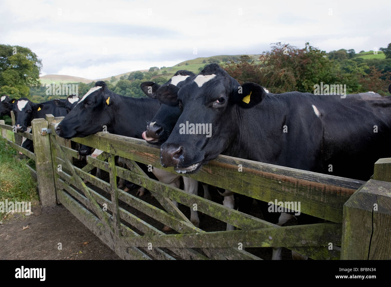 Cows looking over fence hi-res stock photography and images - Alamy