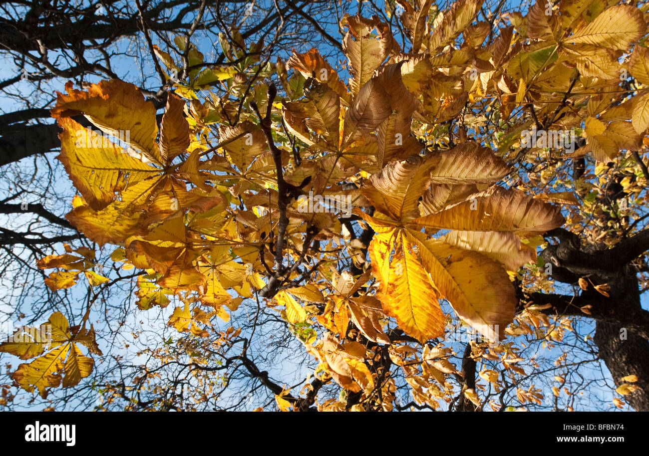 autumn leaves on a tree glowing in the light of the november sun Stock ...
