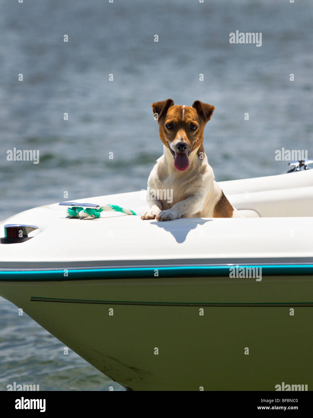 A Jack Russell dog is riding in the bow of a ski boat Stock Photo - Alamy
