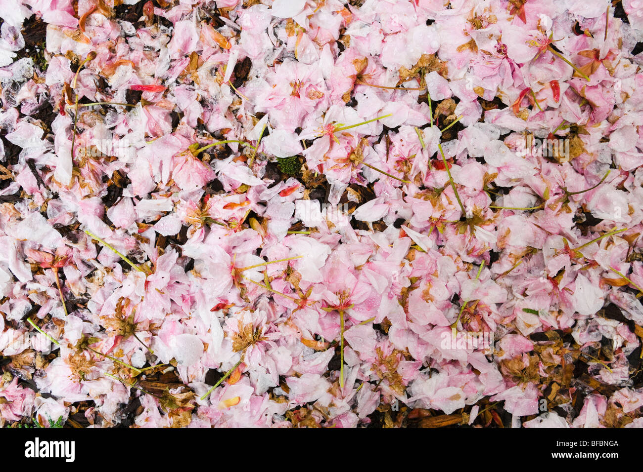 Cherry tree blossoms deteriorating on the ground after falling from the ...