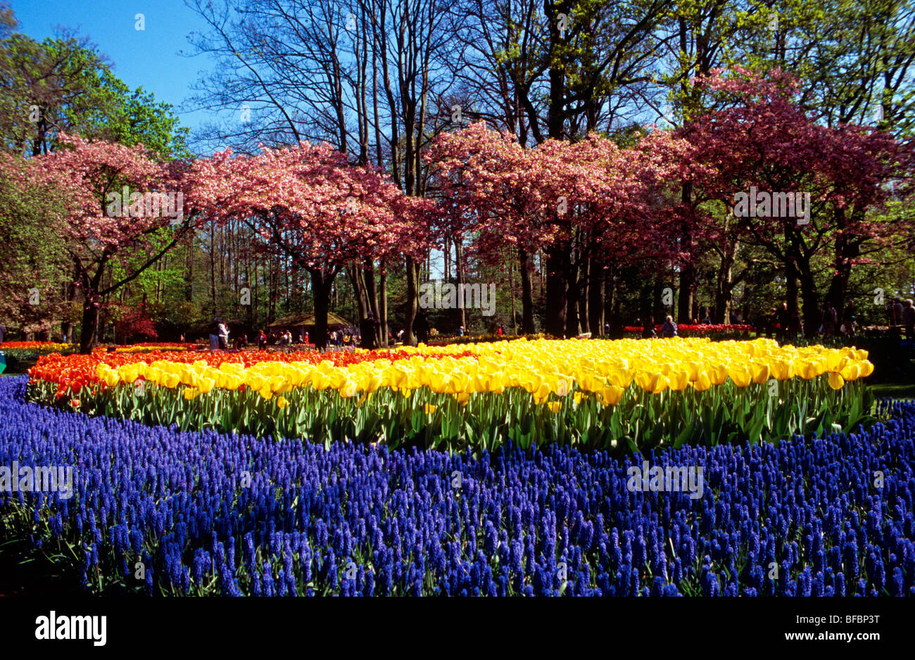 Hyacinths, tulips and cherry blossom trees at Keukenhof Gardens ...