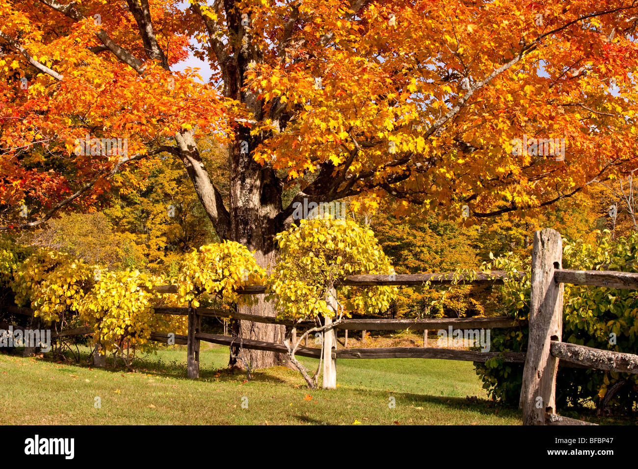 Fall autumn trees tree hi-res stock photography and images - Alamy