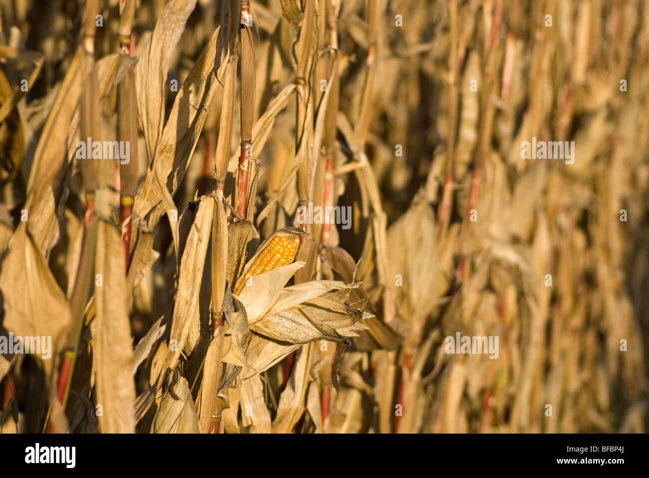 Single stalk corn hi-res stock photography and images - Alamy