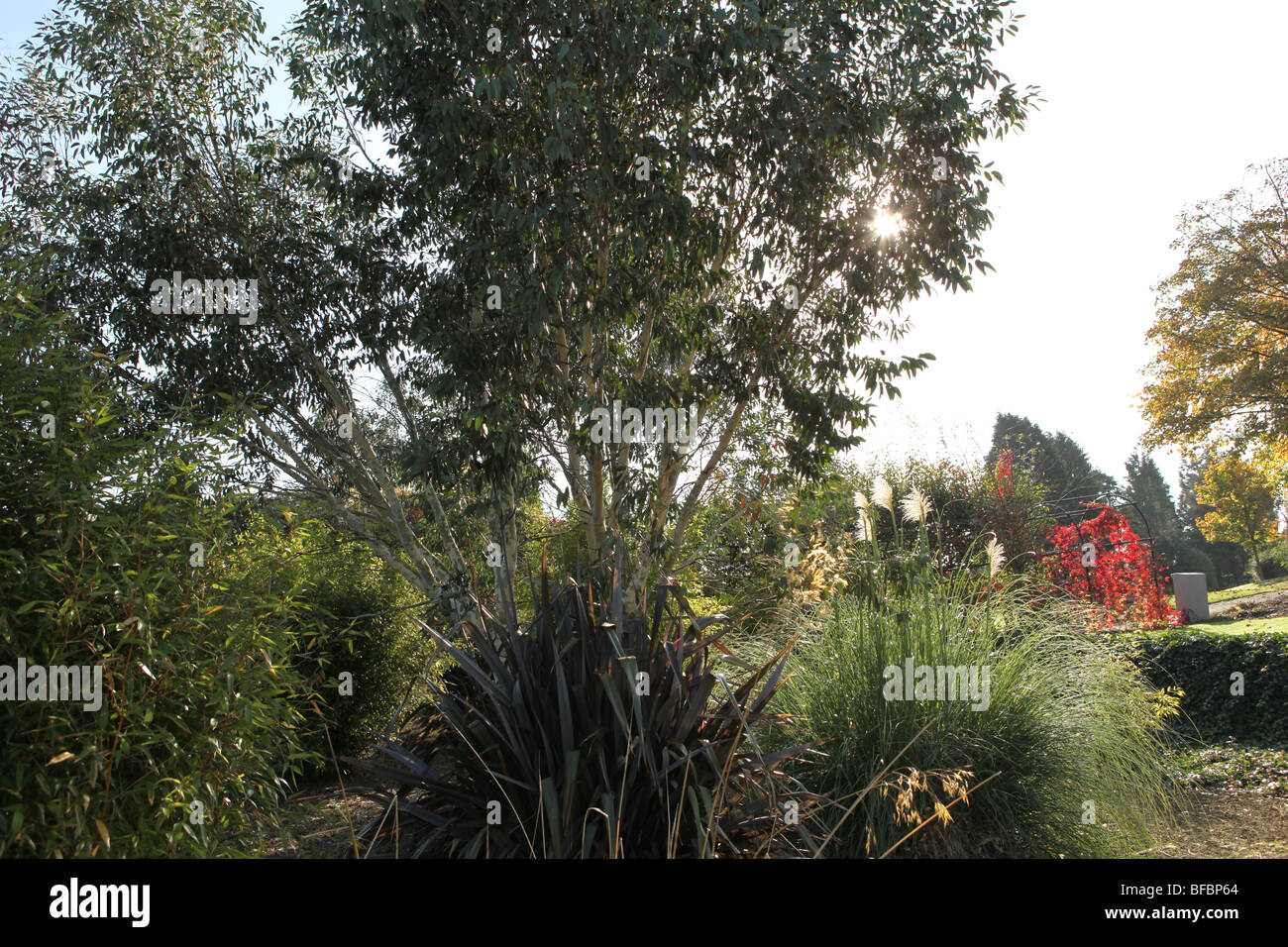 Bush at park hi-res stock photography and images - Alamy