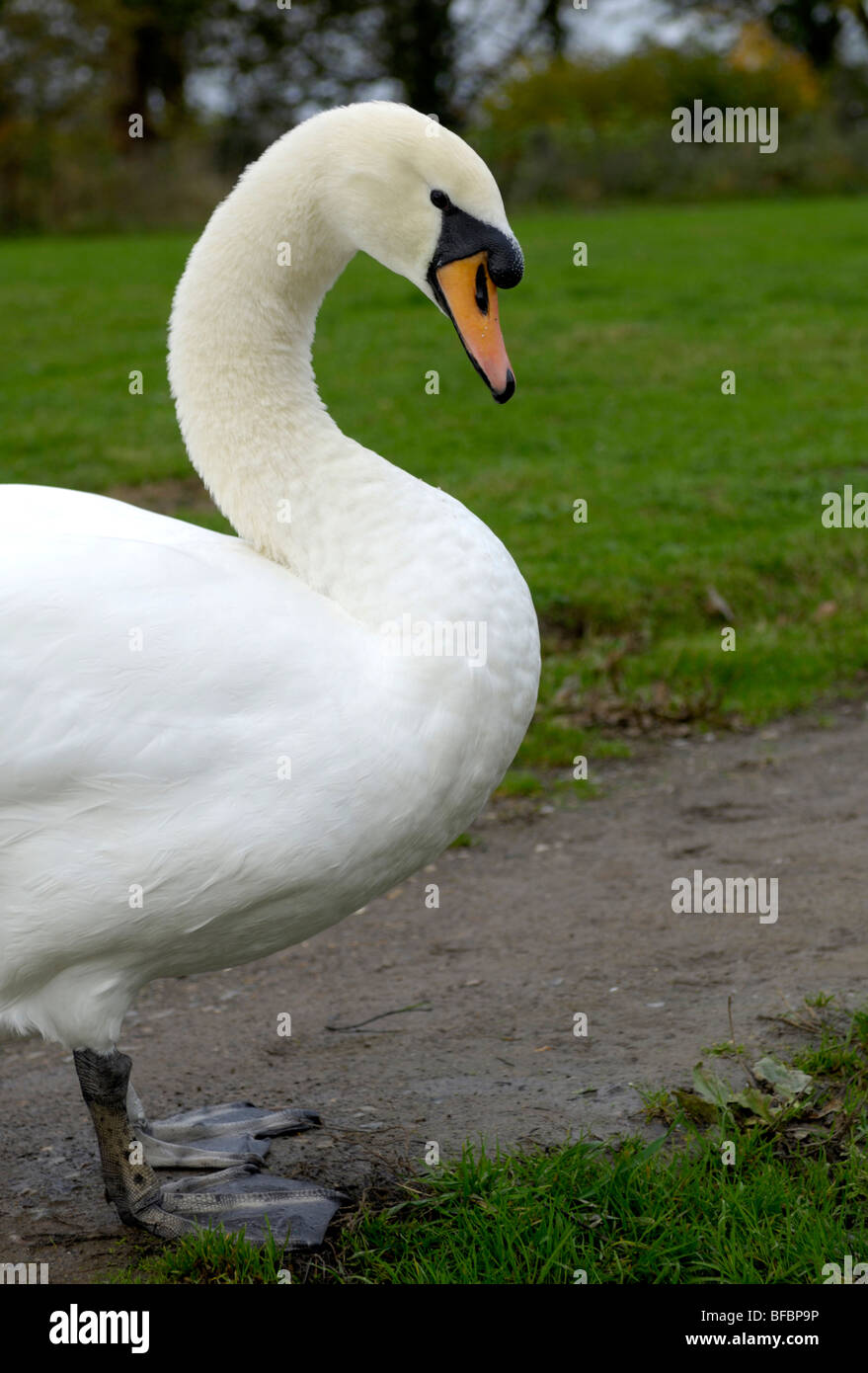 Swan grass hi-res stock photography and images - Alamy