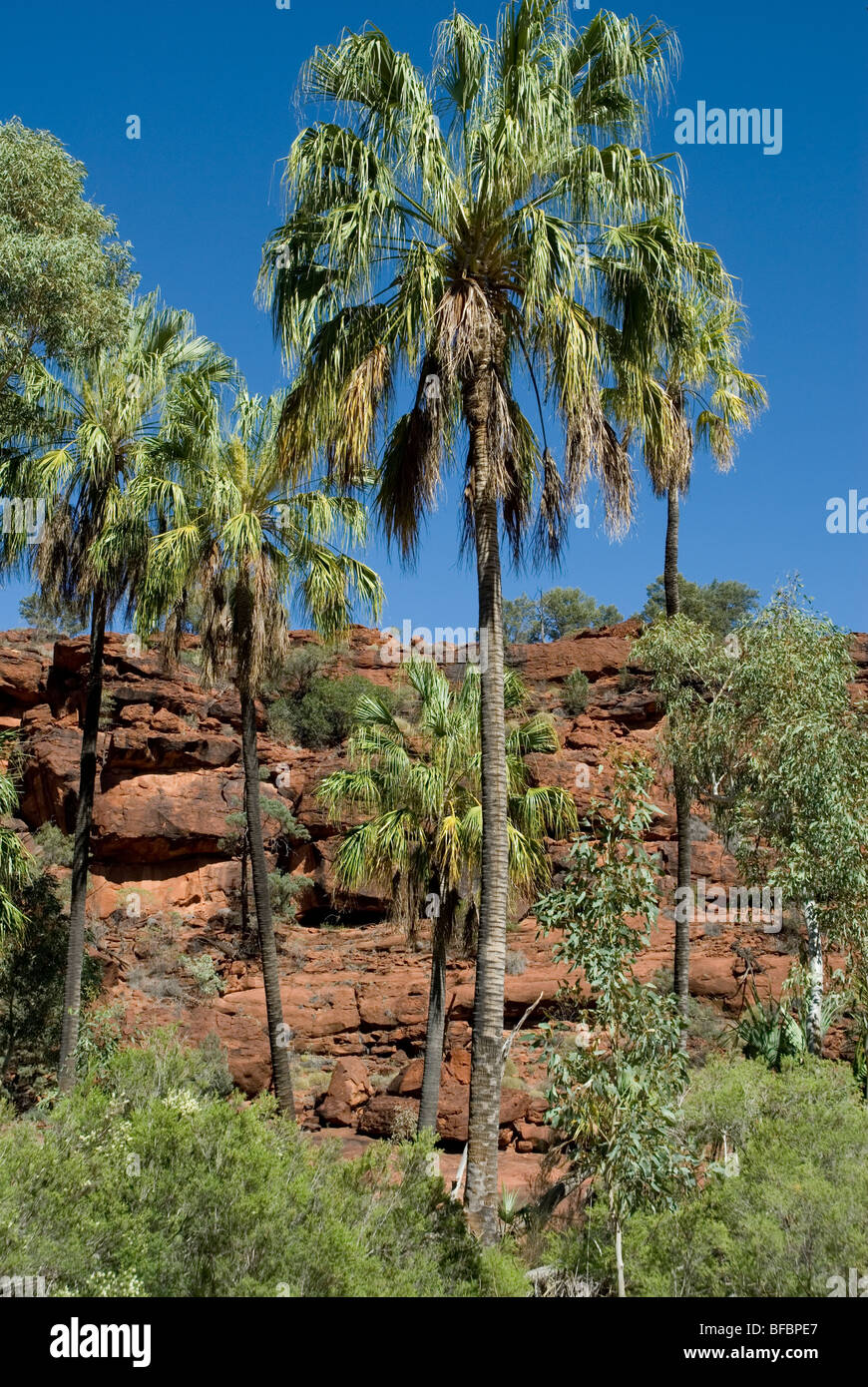 Red cabbage palms, Livingstona mariae, Palm Valley, Finke Gorge ...