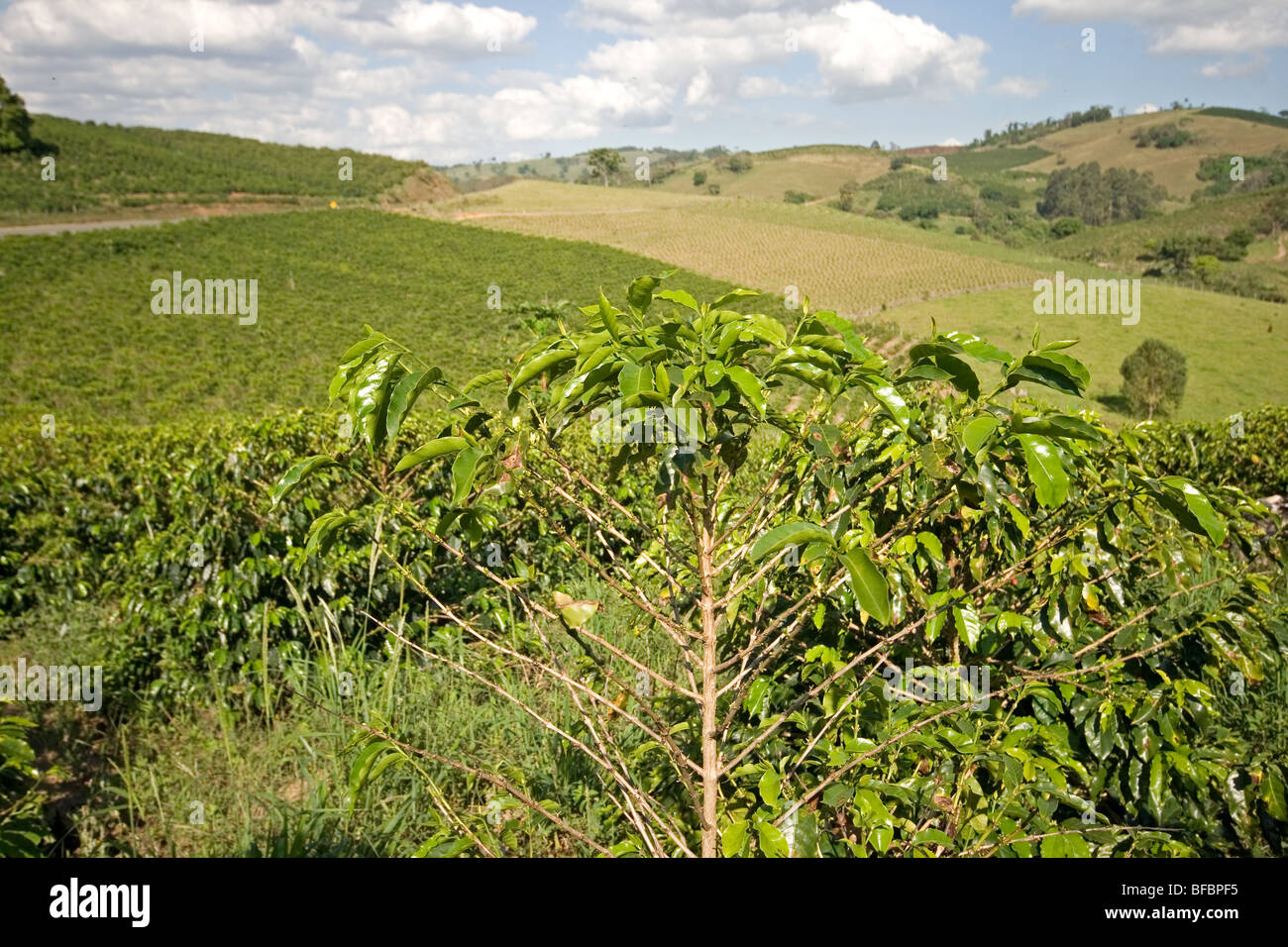 Coffee plantation in Brazil Stock Photo - Alamy