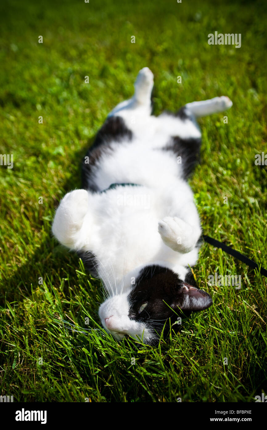 Cat Roll High Resolution Stock Photography and Images - Alamy