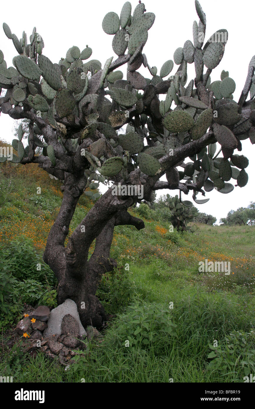 Cactus nopal flowers hi-res stock photography and images - Alamy