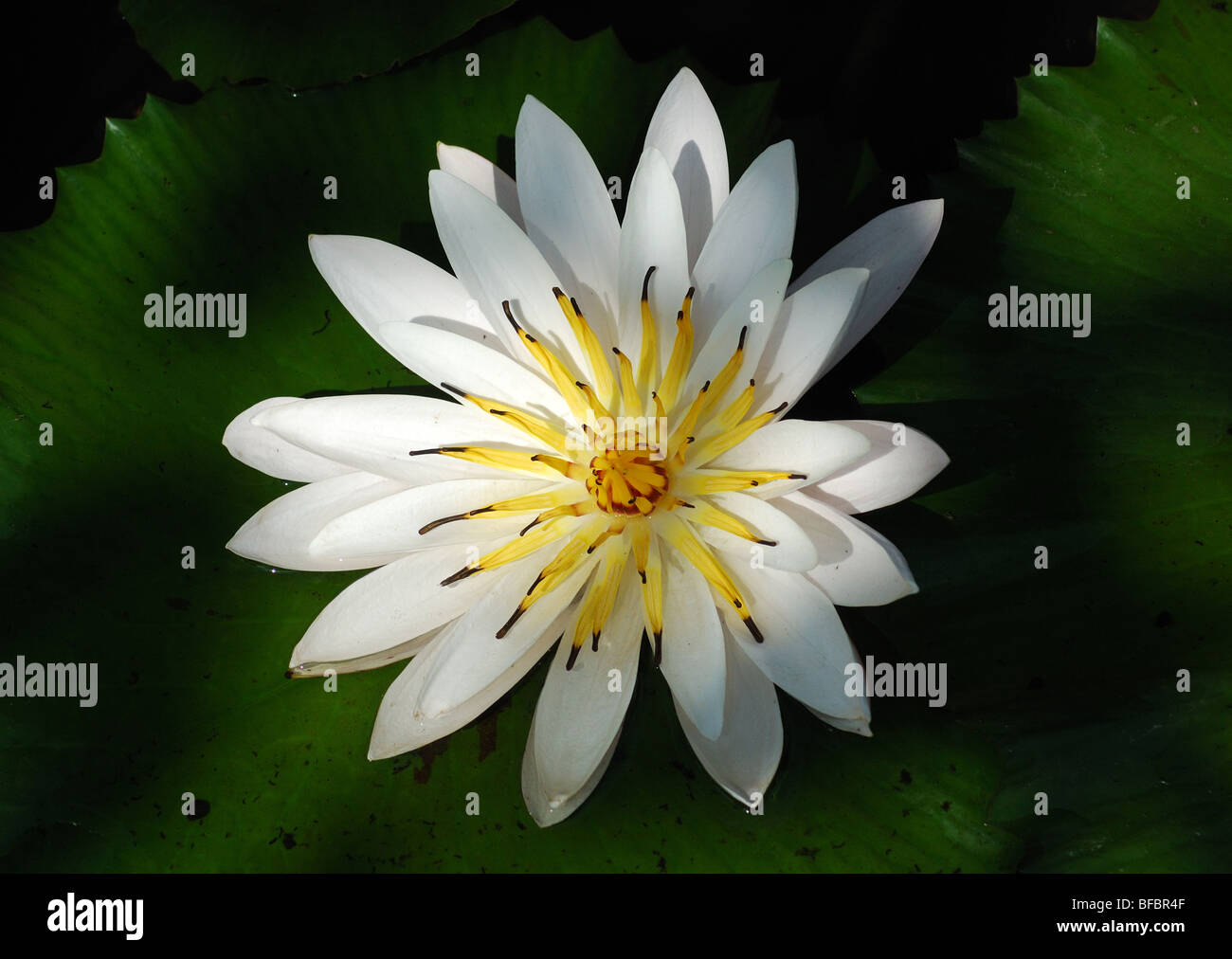 White Water Lotus Stock Photo - Alamy