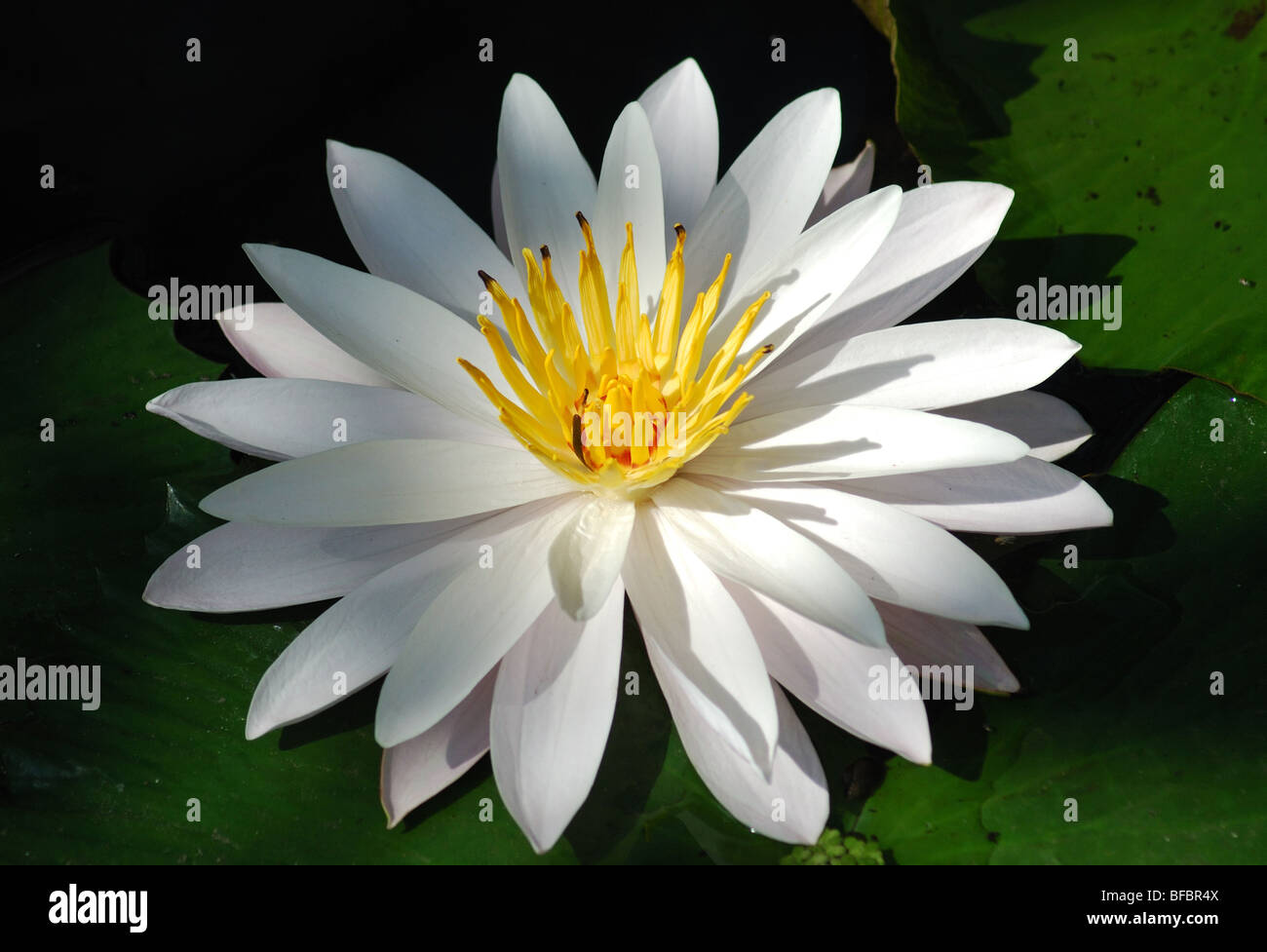White Water Lotus Stock Photo - Alamy