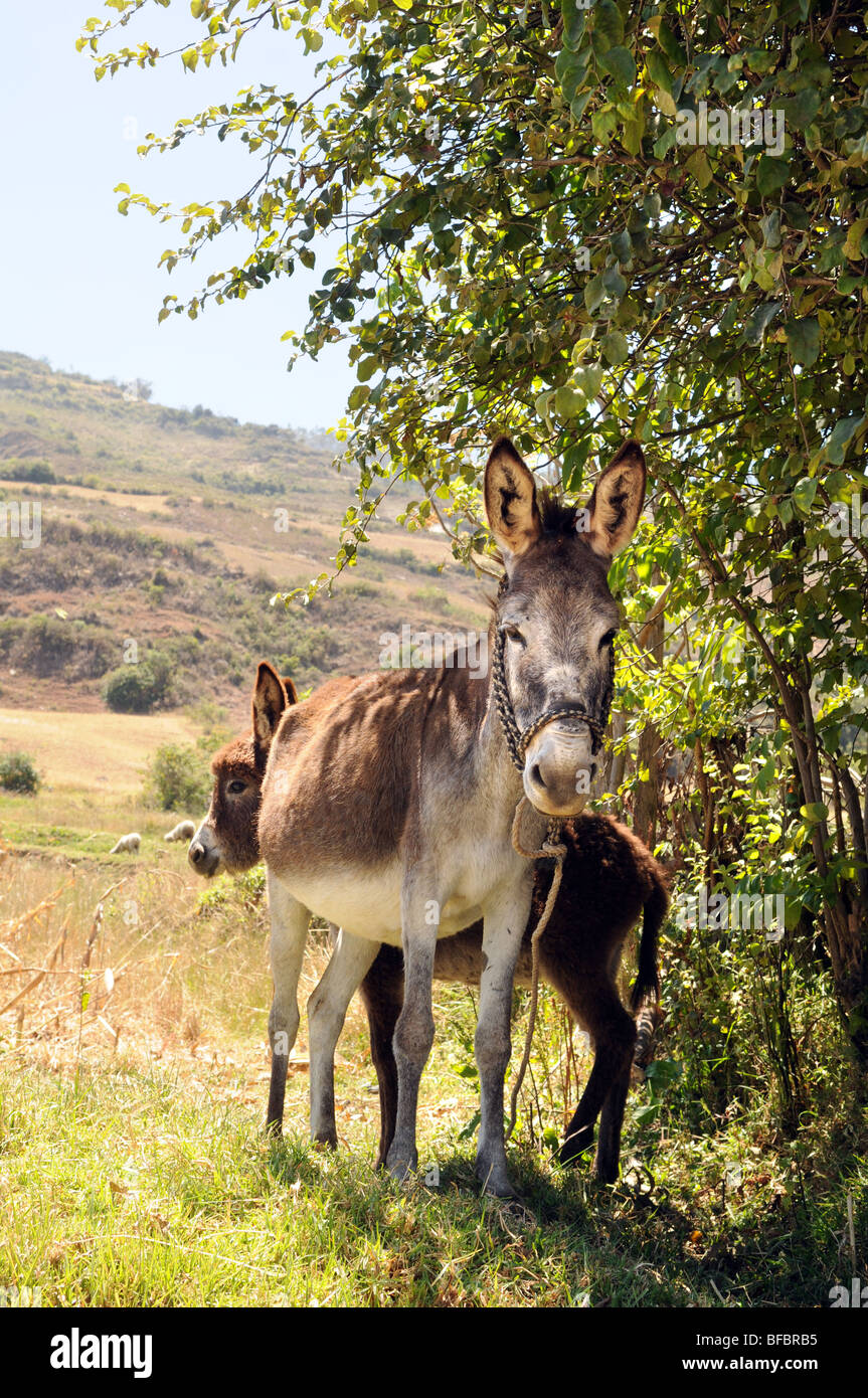 Female donkey hi-res stock photography and images - Alamy