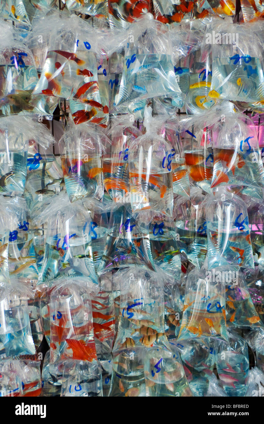 Bagged tropical fish in the Hong Kong Goldfish market Stock Photo - Alamy