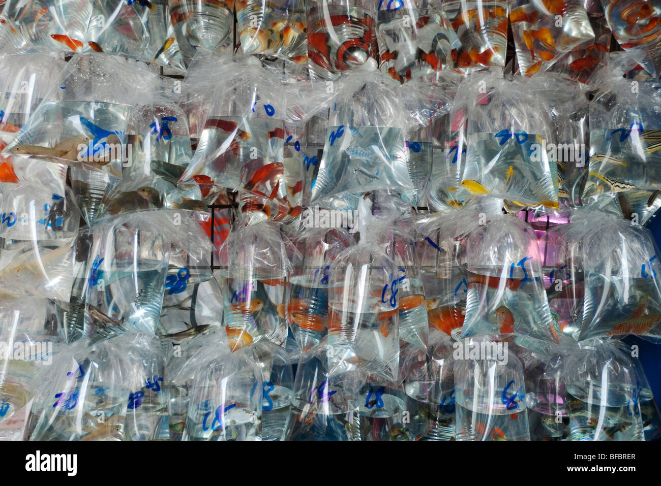 Bagged tropical fish in the Hong Kong Goldfish market Stock Photo - Alamy