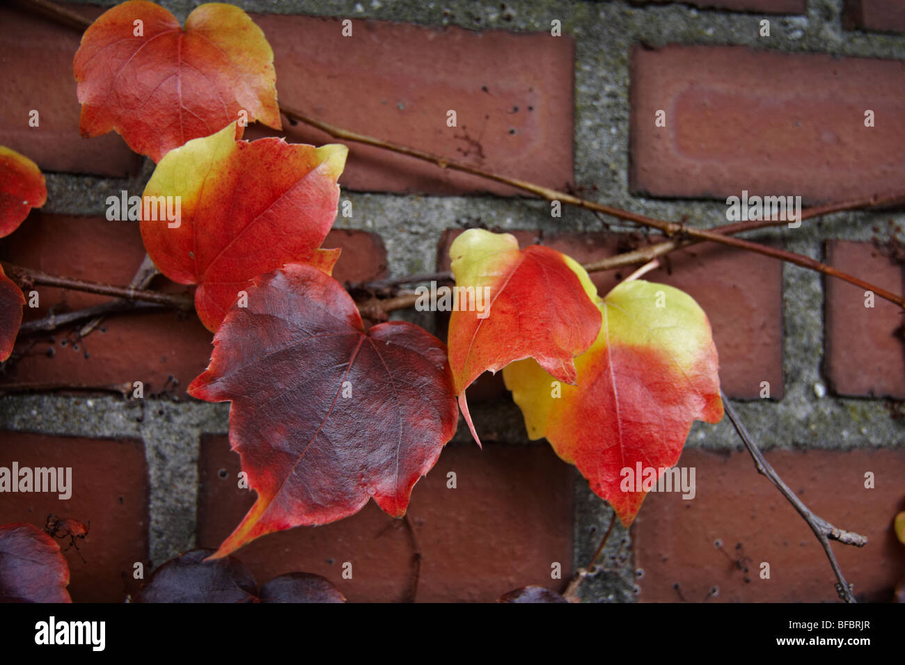 Autumnal close up with red ivy foliage during fall Stock Photo - Alamy