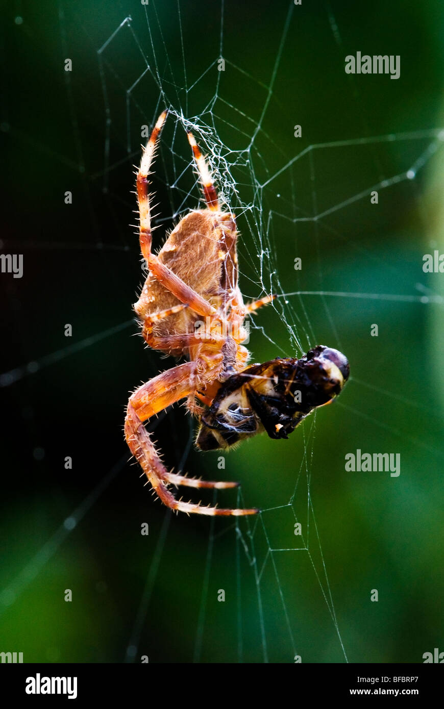 Garden spider (Diadem spider), Araneus diadematus Stock Photo - Alamy