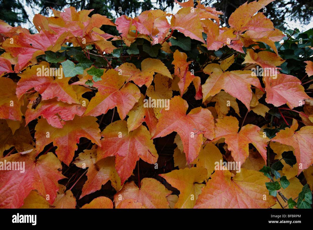 Ivy during fall hi-res stock photography and images - Alamy