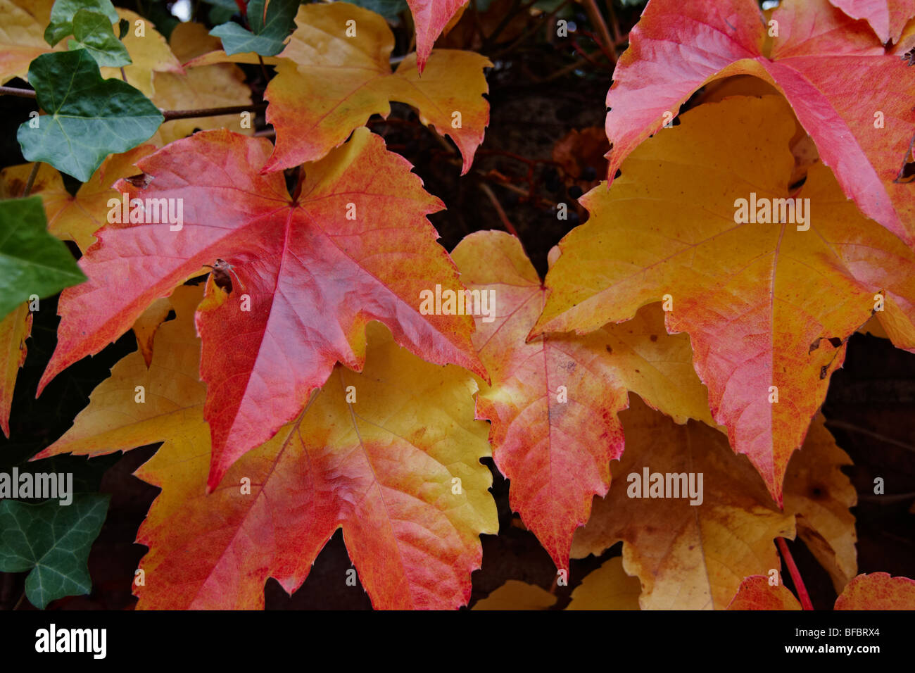 Autumnal close up with red ivy foliage during fall Stock Photo - Alamy
