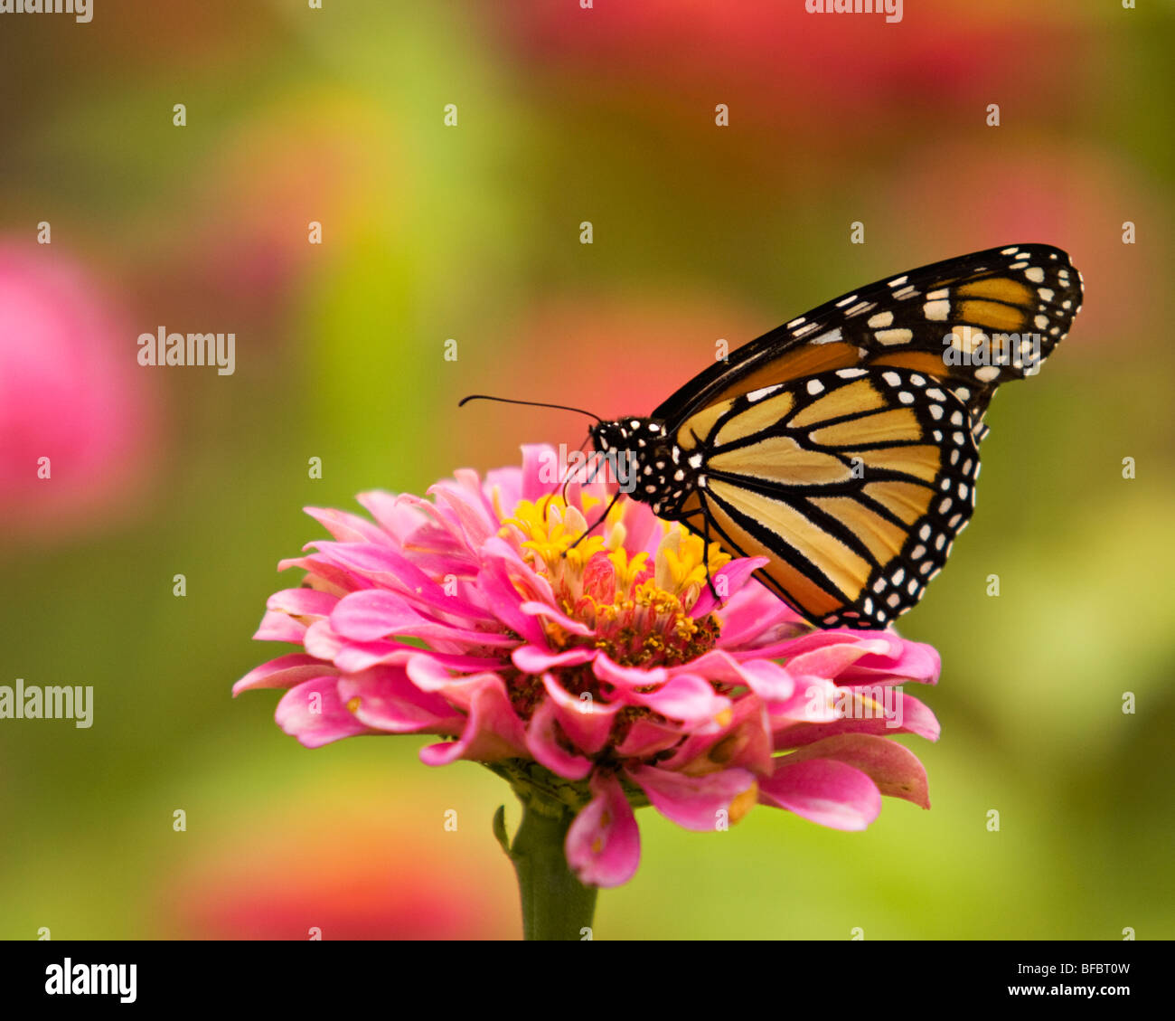 Monark butterfly hi-res stock photography and images - Alamy