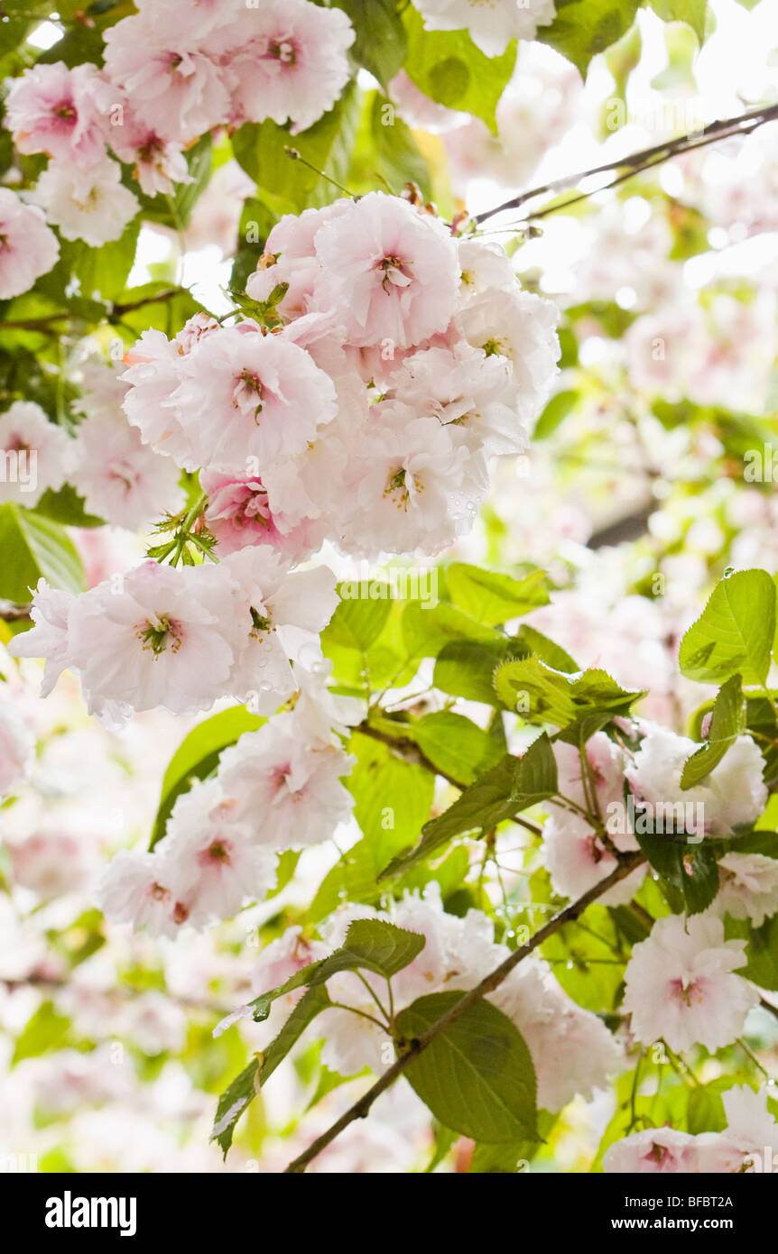 Okame cherry tree hi-res stock photography and images - Alamy