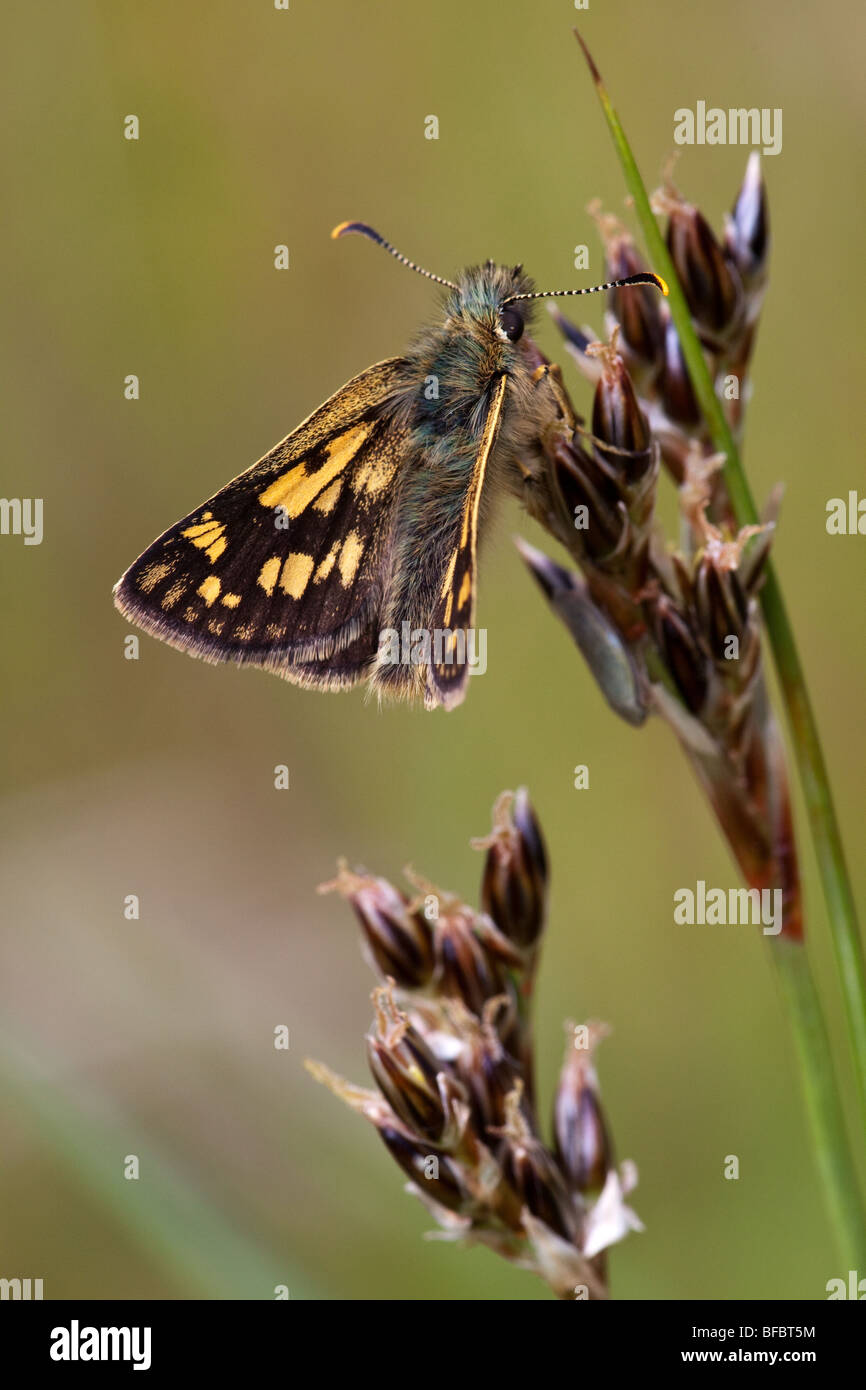 Chequered Skipper Butterfly, Carterocephalus palaemon Stock Photo - Alamy