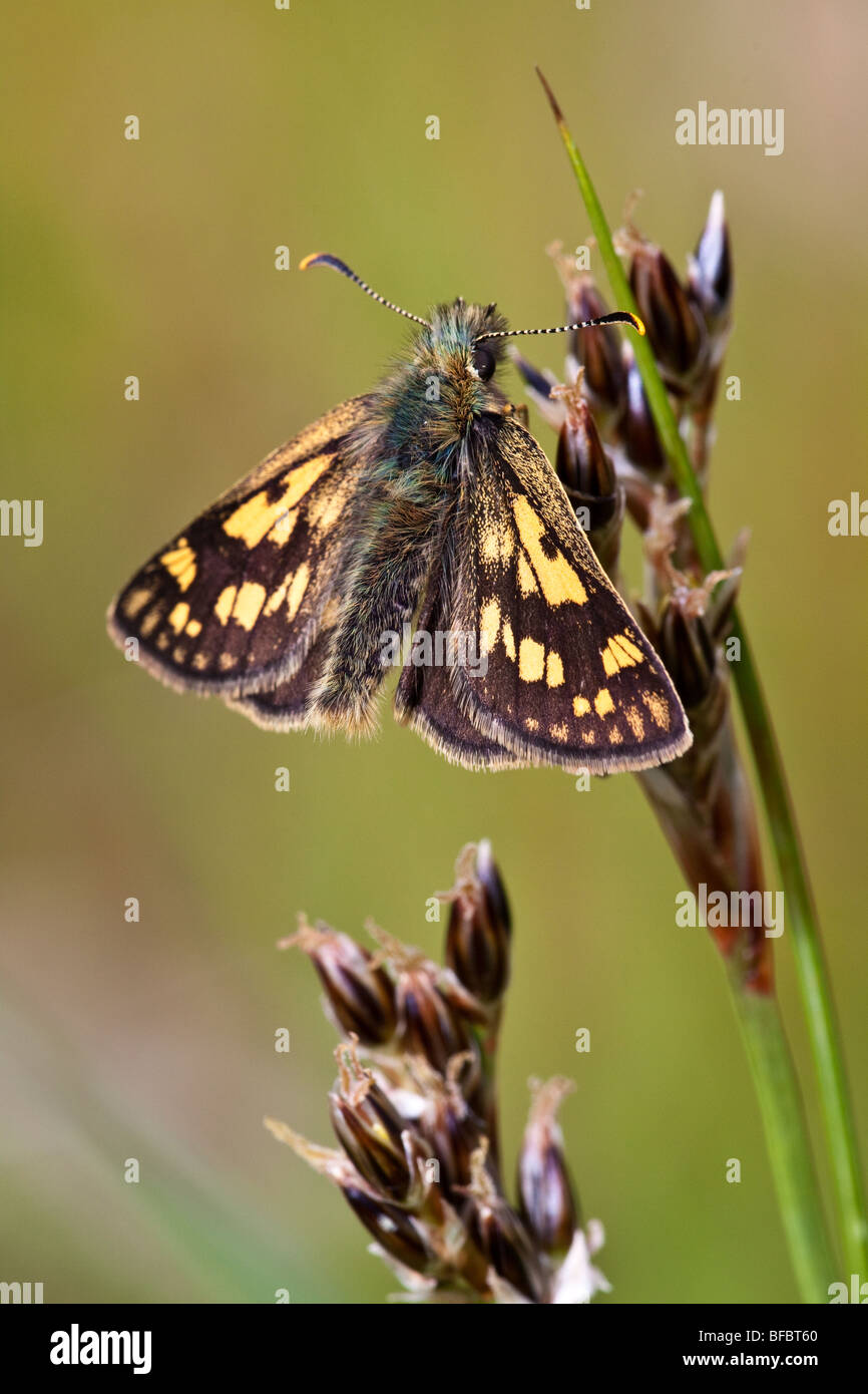Chequered Skipper Butterfly, Carterocephalus palaemon Stock Photo - Alamy