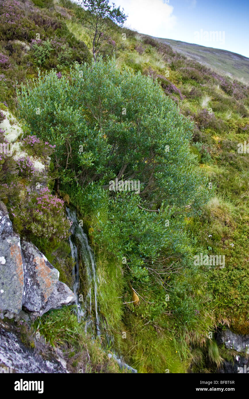 Montane habitat hi-res stock photography and images - Alamy
