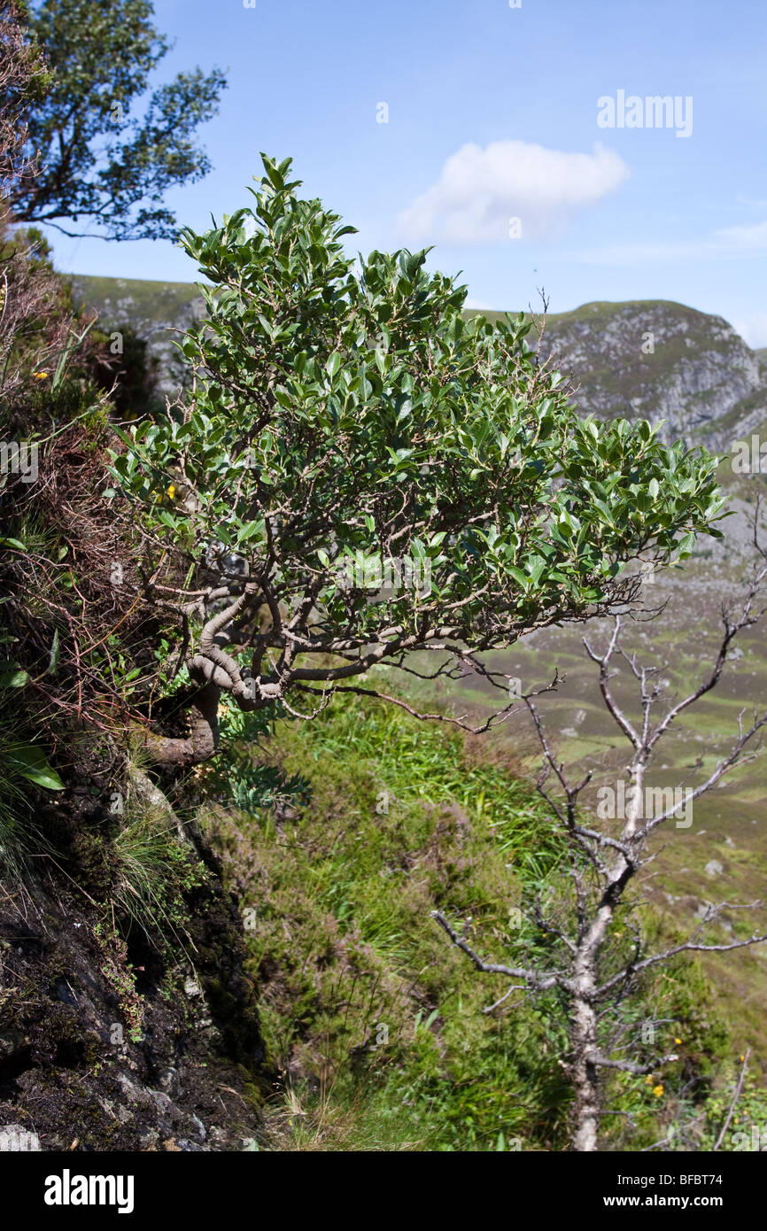 Montane shrub hi-res stock photography and images - Alamy