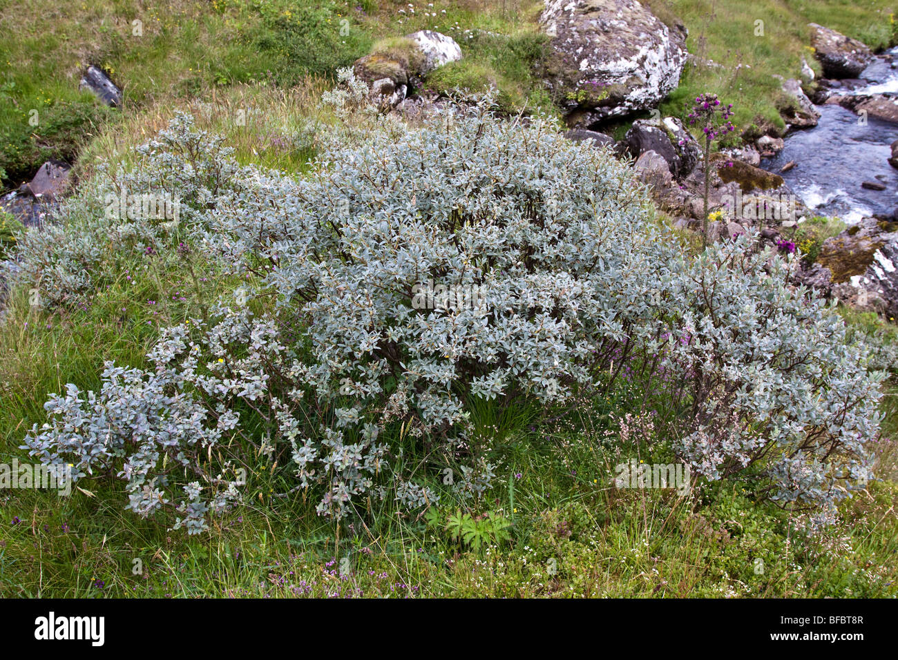 Downy Willow, Salix lapponum Stock Photo: 26690743 - Alamy