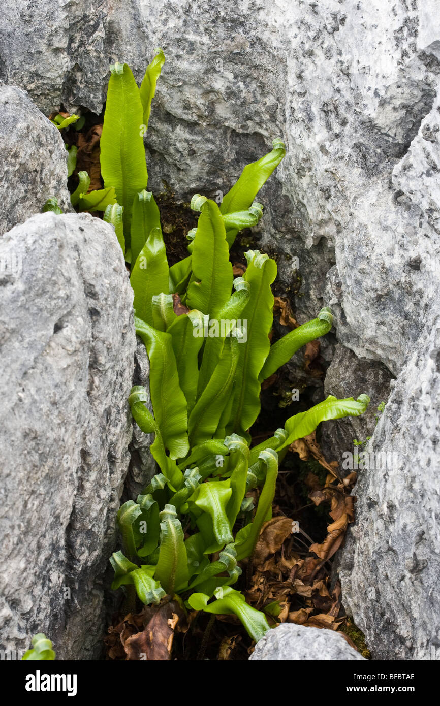 Hearts tongue fern limestone hi-res stock photography and images - Alamy