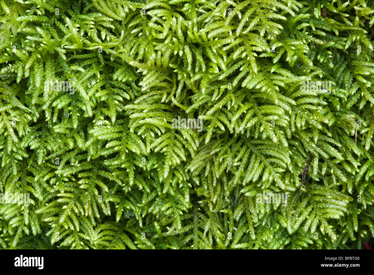 Flagellate feather moss, Hylocomium armoricum Stock Photo - Alamy