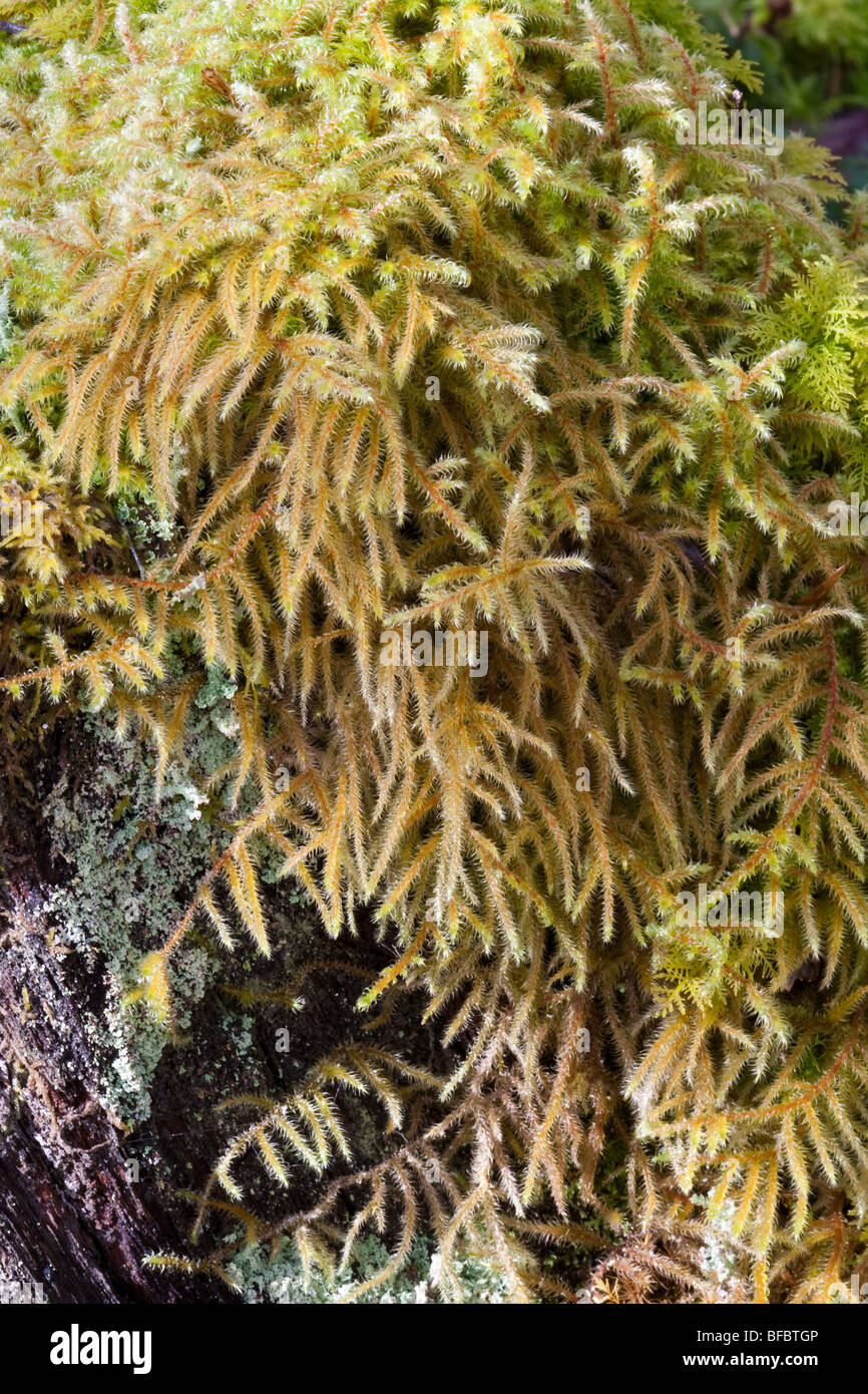 Short-beaked wood moss, Hylocomium brevirostri Stock Photo - Alamy
