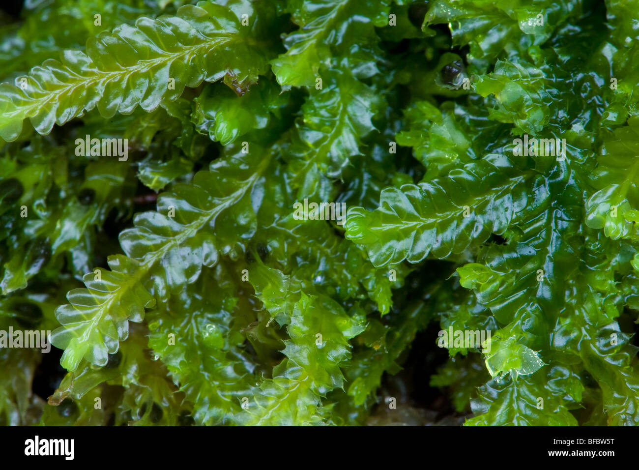 Straggling High Resolution Stock Photography and Images - Alamy