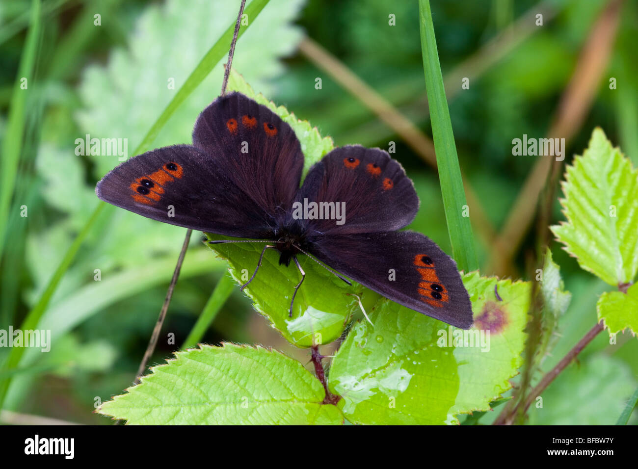 The scotch argus butterfly hi-res stock photography and images - Alamy