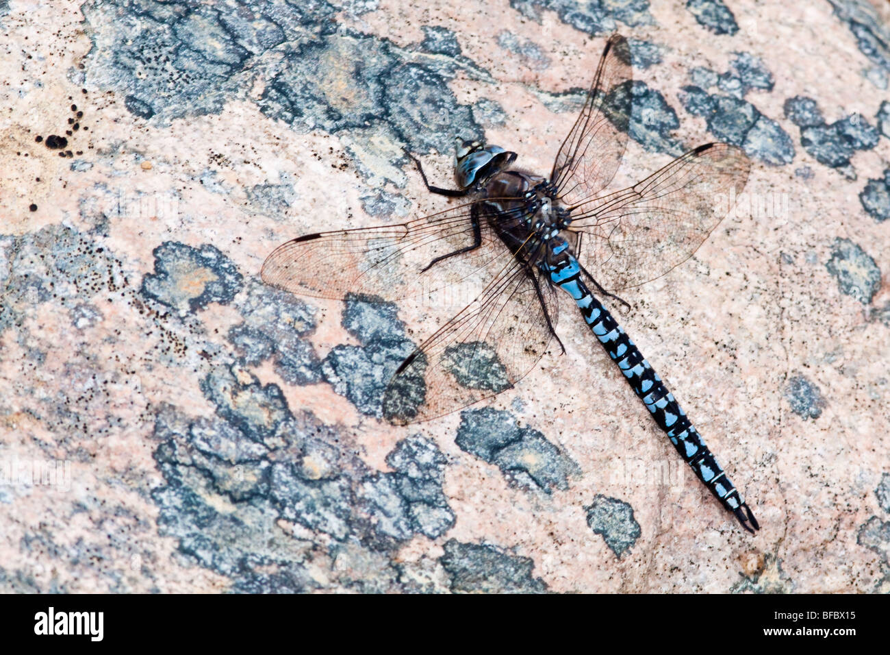 Azure Hawker Dragonfly, Aeshna caerulea Stock Photo - Alamy