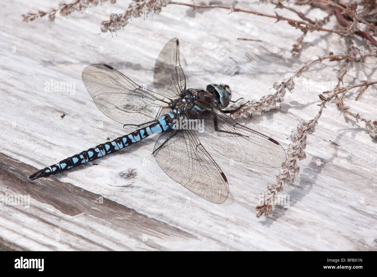 Azure Hawker Dragonfly, Aeshna caerulea Stock Photo - Alamy