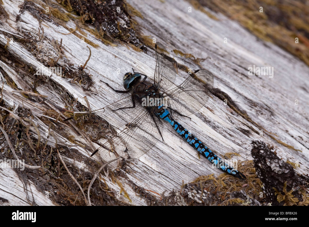 Azure Hawker Dragonfly, Aeshna caerulea Stock Photo - Alamy