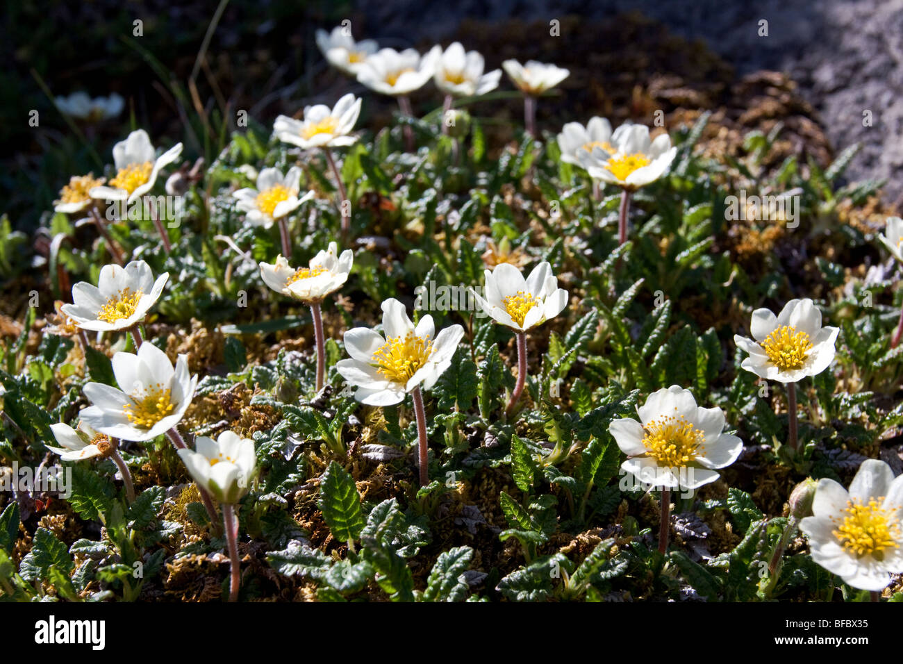Arctic mountain avens hi-res stock photography and images - Alamy